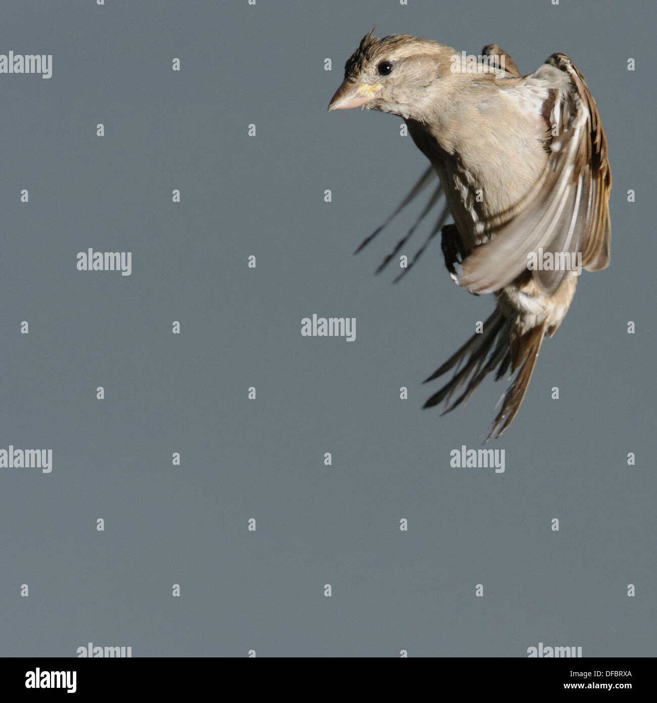 Welsh garden birds Stock Photo - Alamy