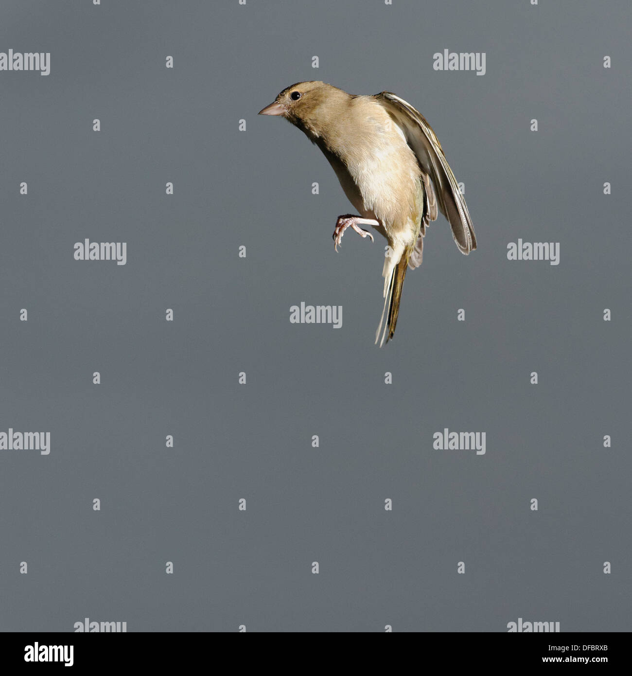 Welsh garden birds Stock Photo - Alamy