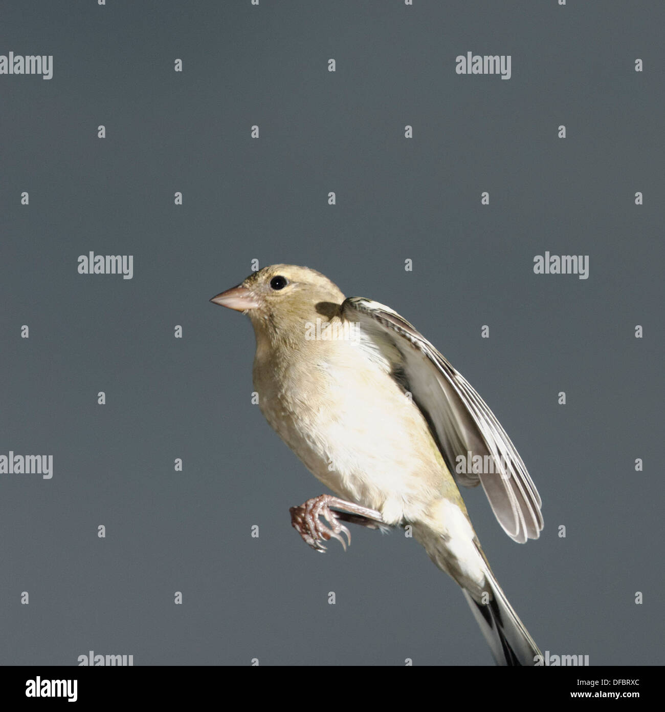 Welsh garden birds Stock Photo - Alamy