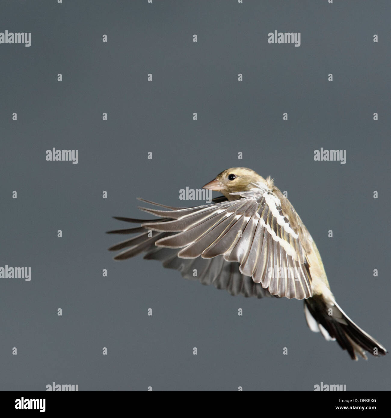 Welsh garden birds Stock Photo - Alamy