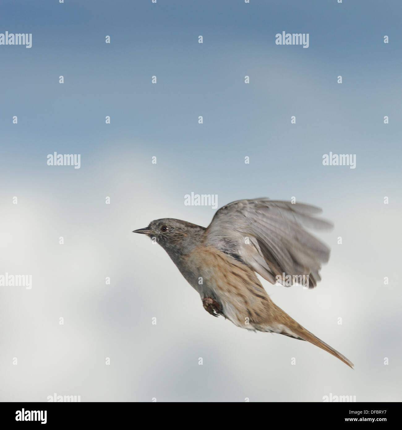 Welsh garden birds: Dunnock in flight Stock Photo - Alamy