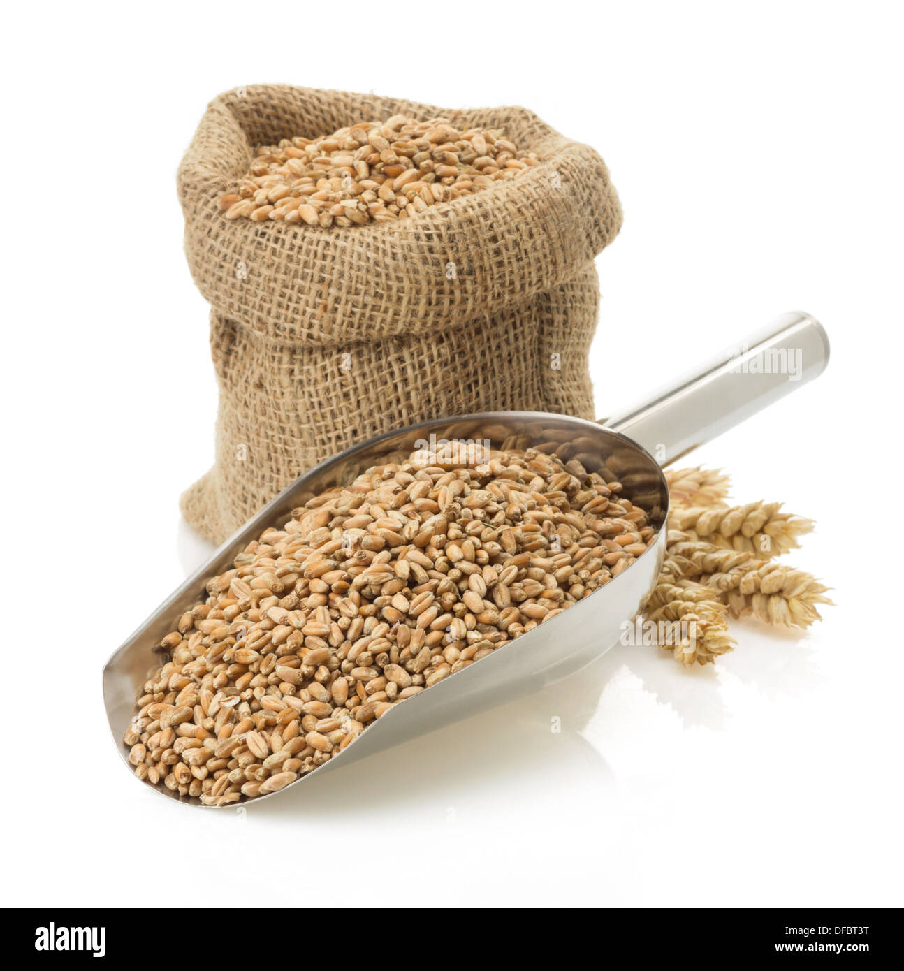 wheat grain isolated on white background Stock Photo - Alamy