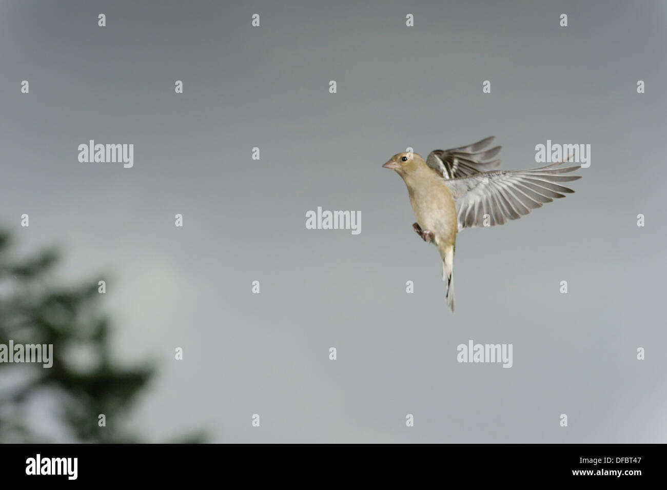 Welsh garden birds Stock Photo - Alamy
