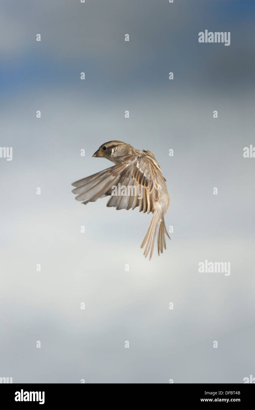 Welsh garden birds Stock Photo - Alamy