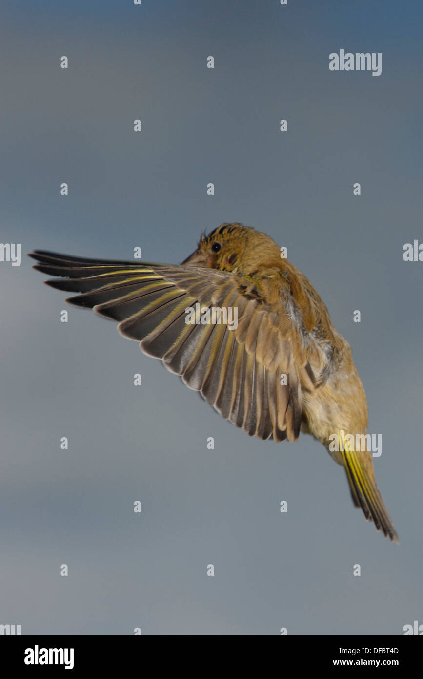 Welsh garden birds Stock Photo - Alamy