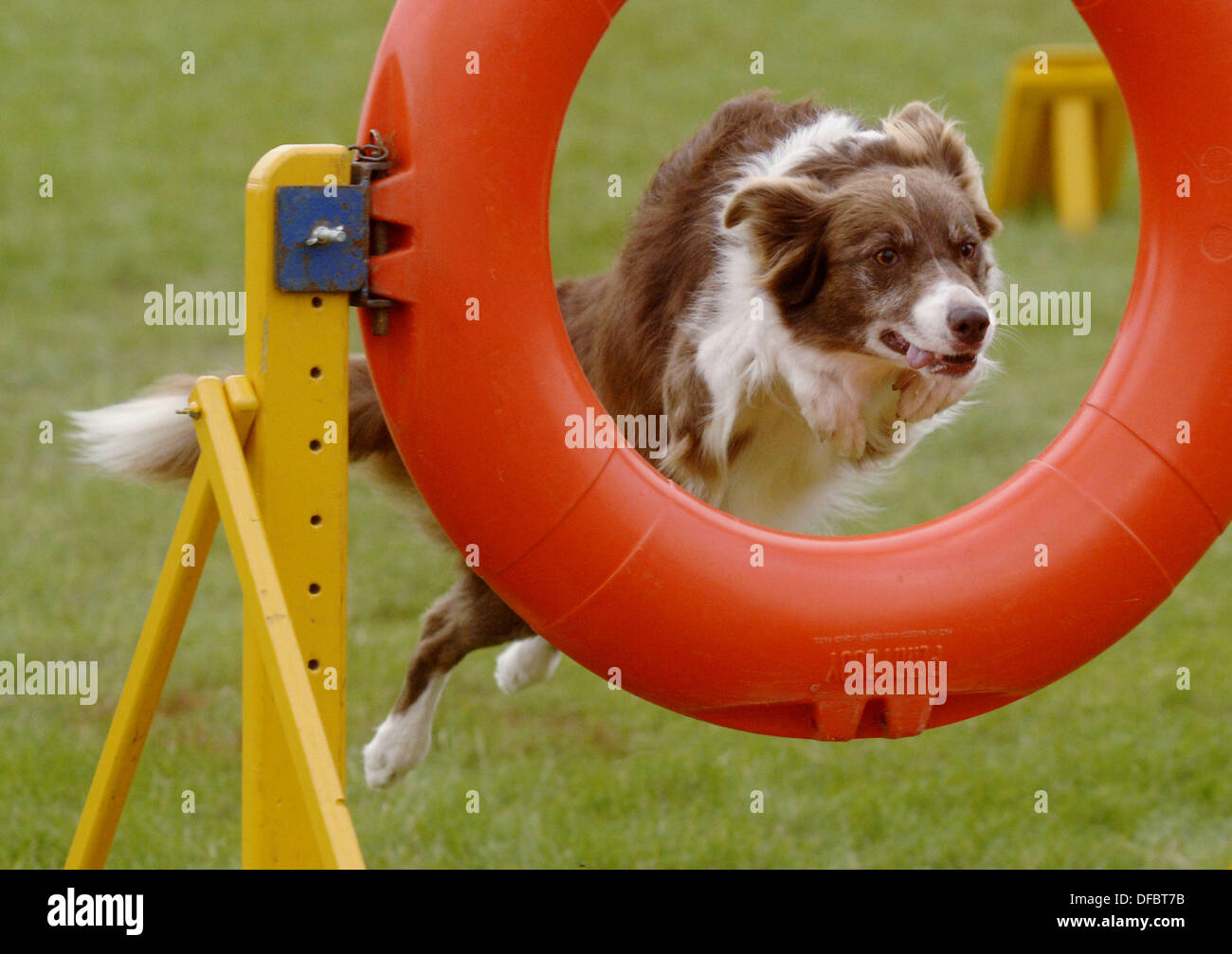 Dog jumping through a ring during an agility competition Stock Photo ...