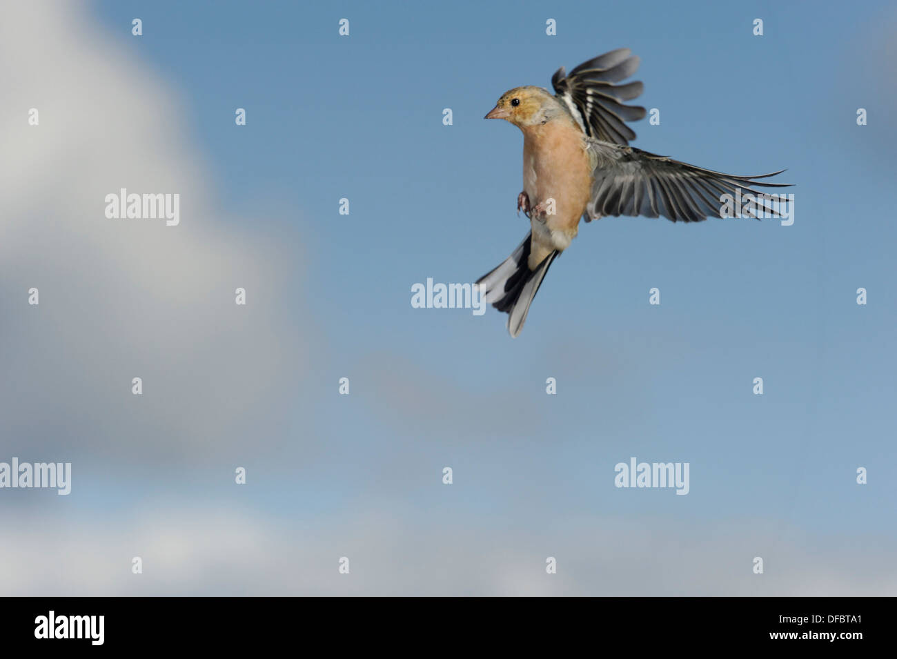 Welsh garden birds Stock Photo - Alamy