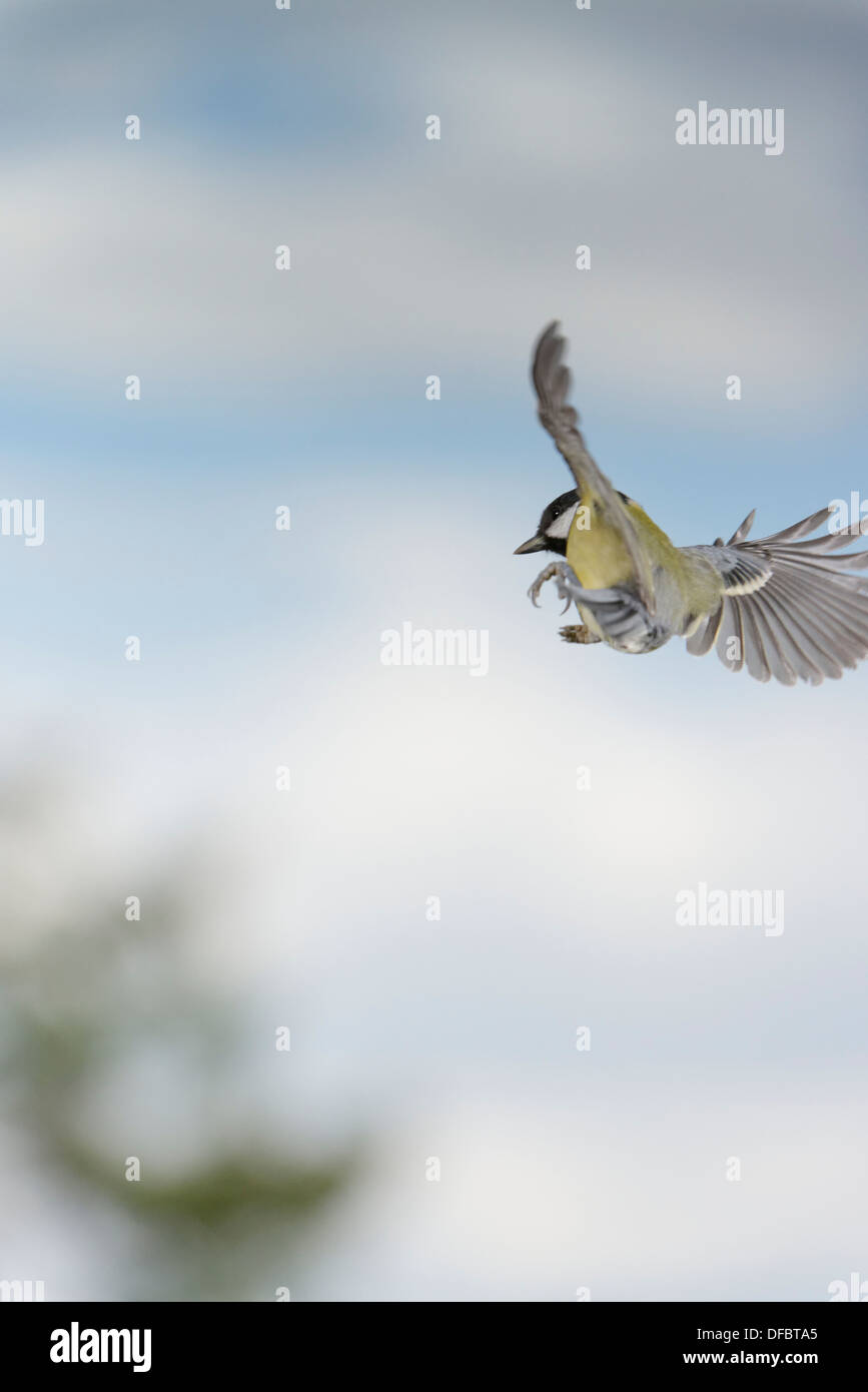 Welsh garden birds Stock Photo - Alamy