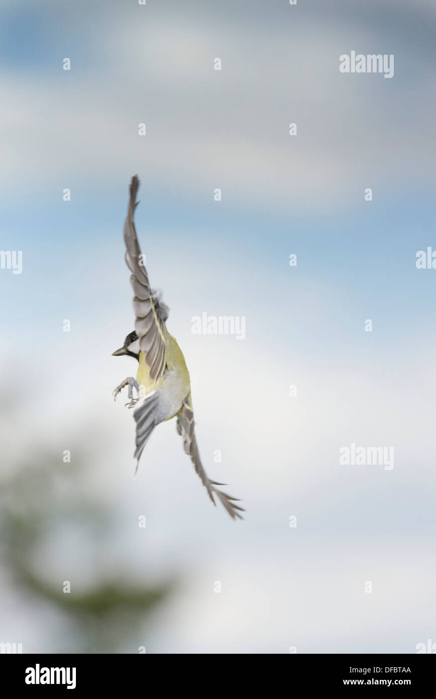 Welsh garden birds Stock Photo - Alamy