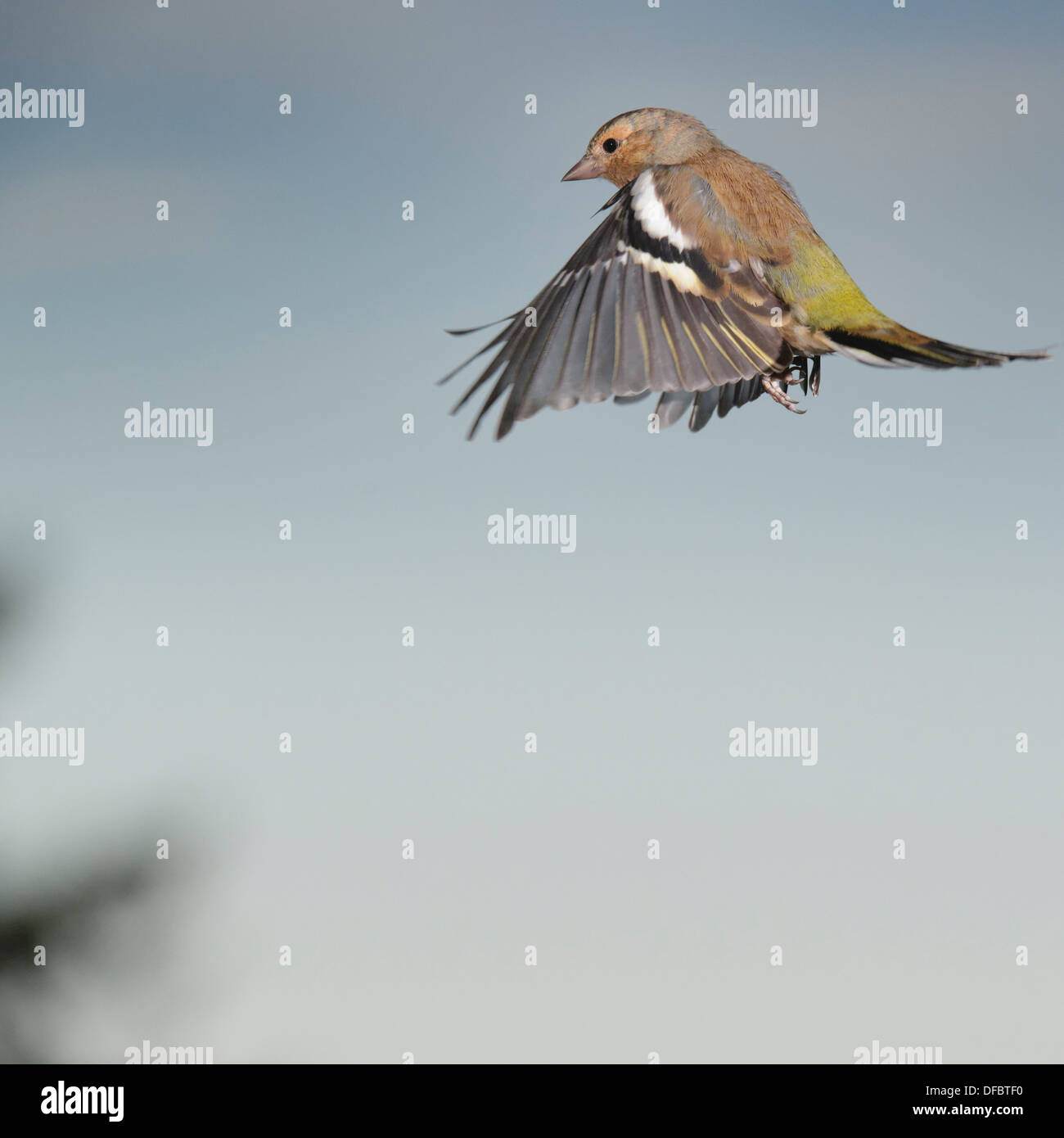 Welsh garden birds Stock Photo - Alamy