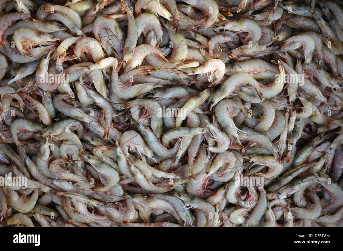 Shrimps sold at the fish market hi-res stock photography and images - Alamy