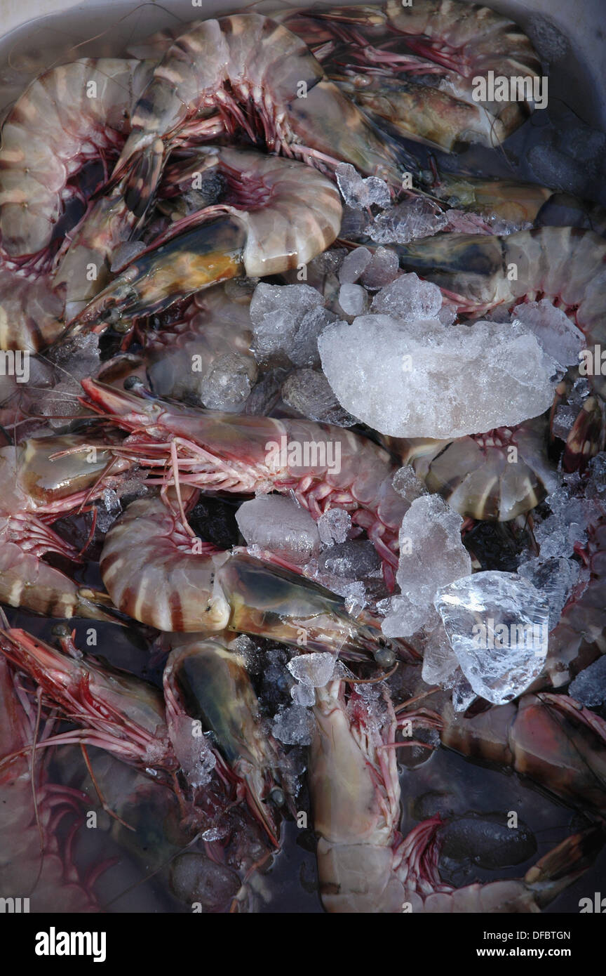 Shrimps sold at the fish market hi-res stock photography and images - Alamy