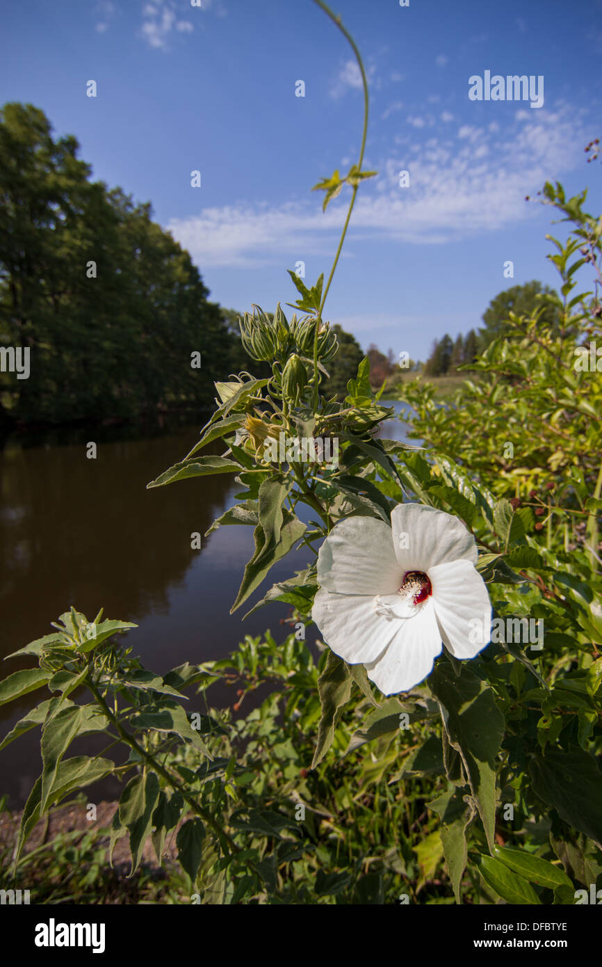 Mallow flower on a pond bank Stock Photo - Alamy