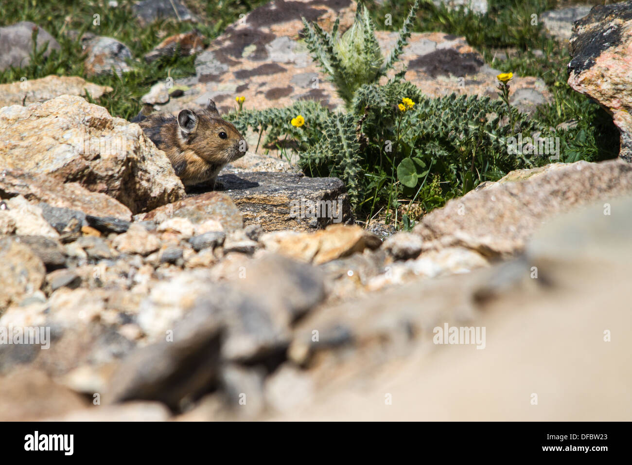 Pika with flower hi-res stock photography and images - Alamy