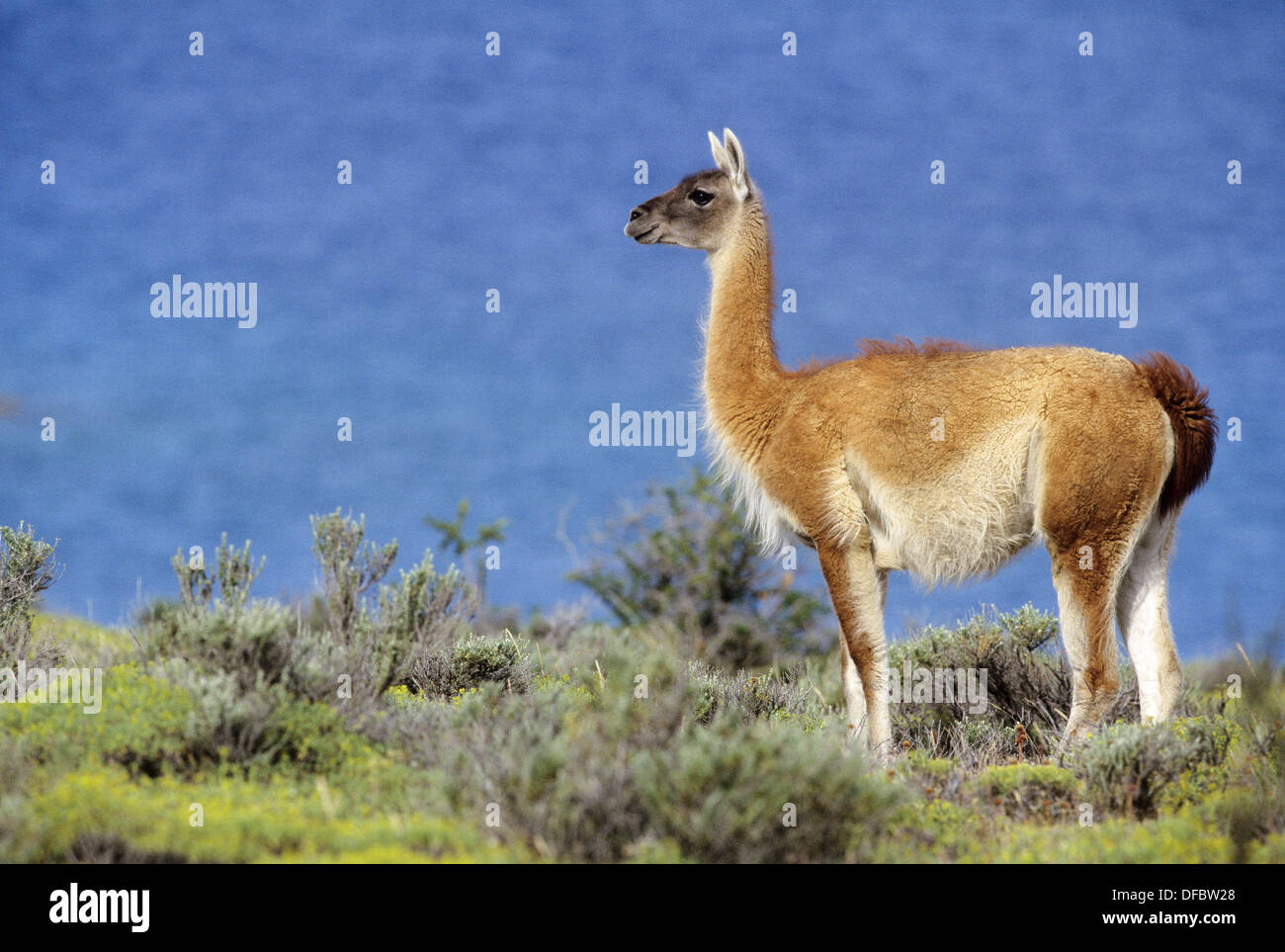 Llama lama glama pair hi-res stock photography and images - Alamy