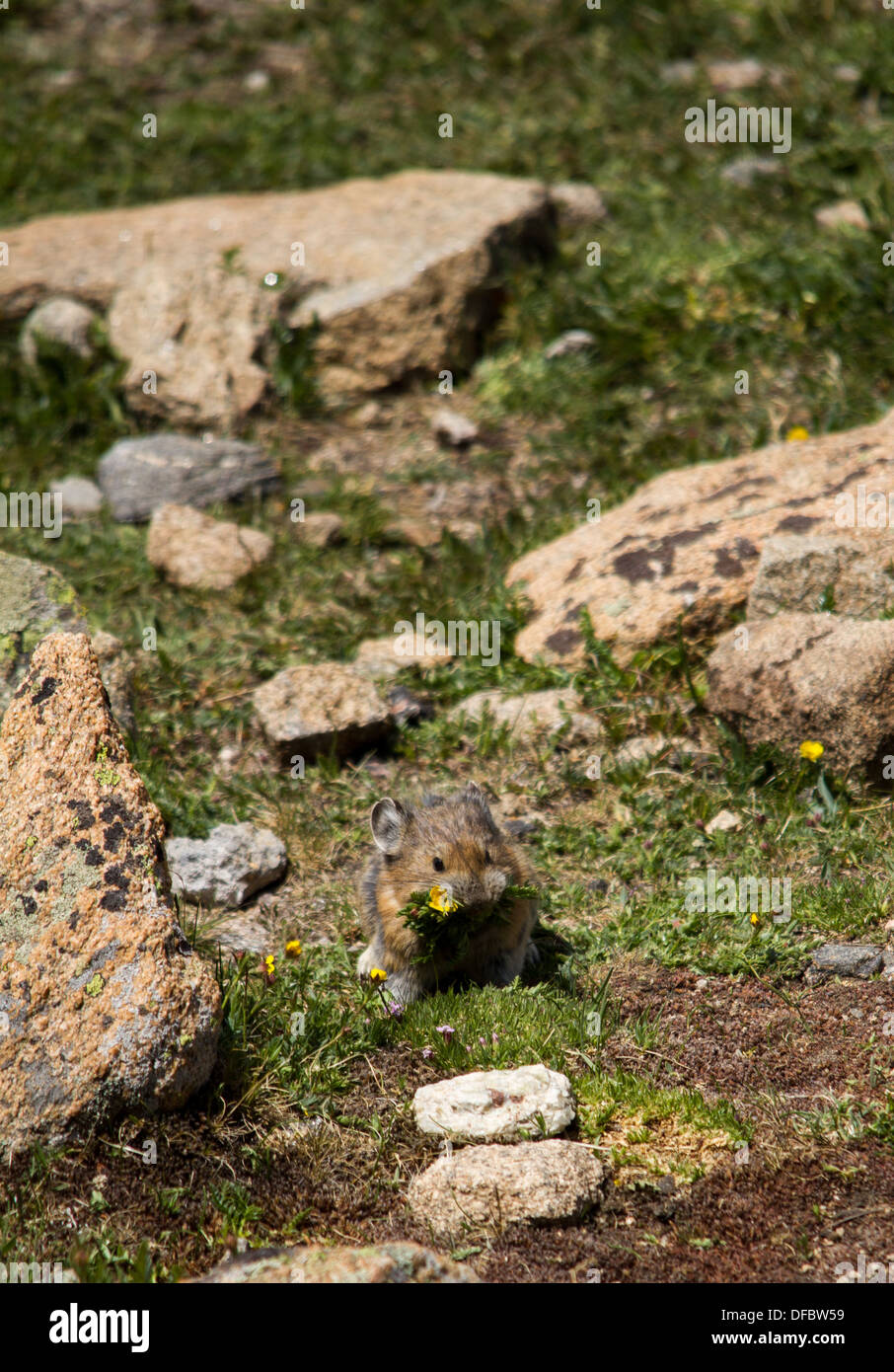 Pika gathering hay for the winter Stock Photo - Alamy