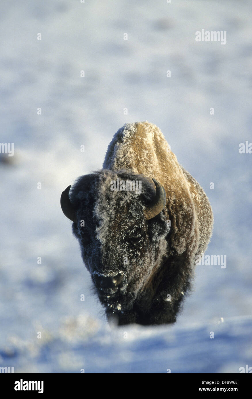 Bison and snow and running hi-res stock photography and images - Alamy