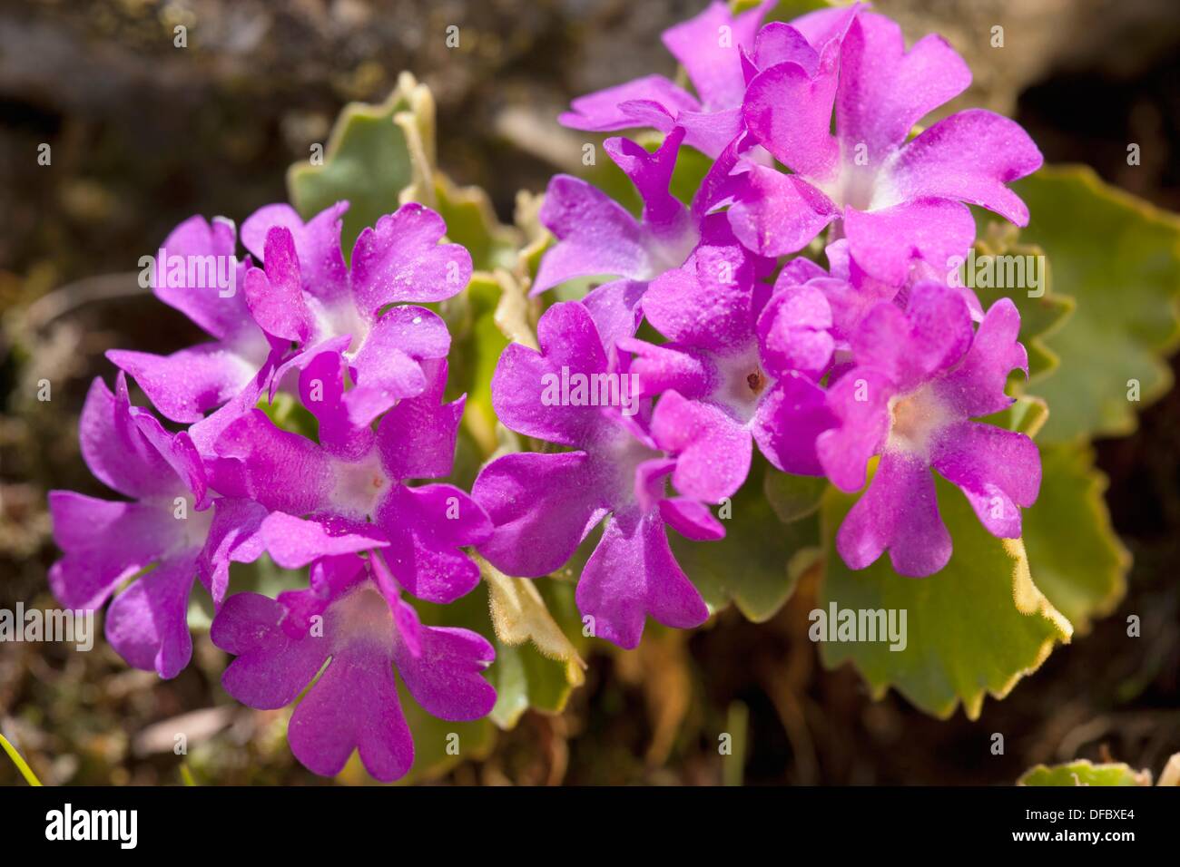 Primula Hirsuta High Resolution Stock Photography and Images - Alamy