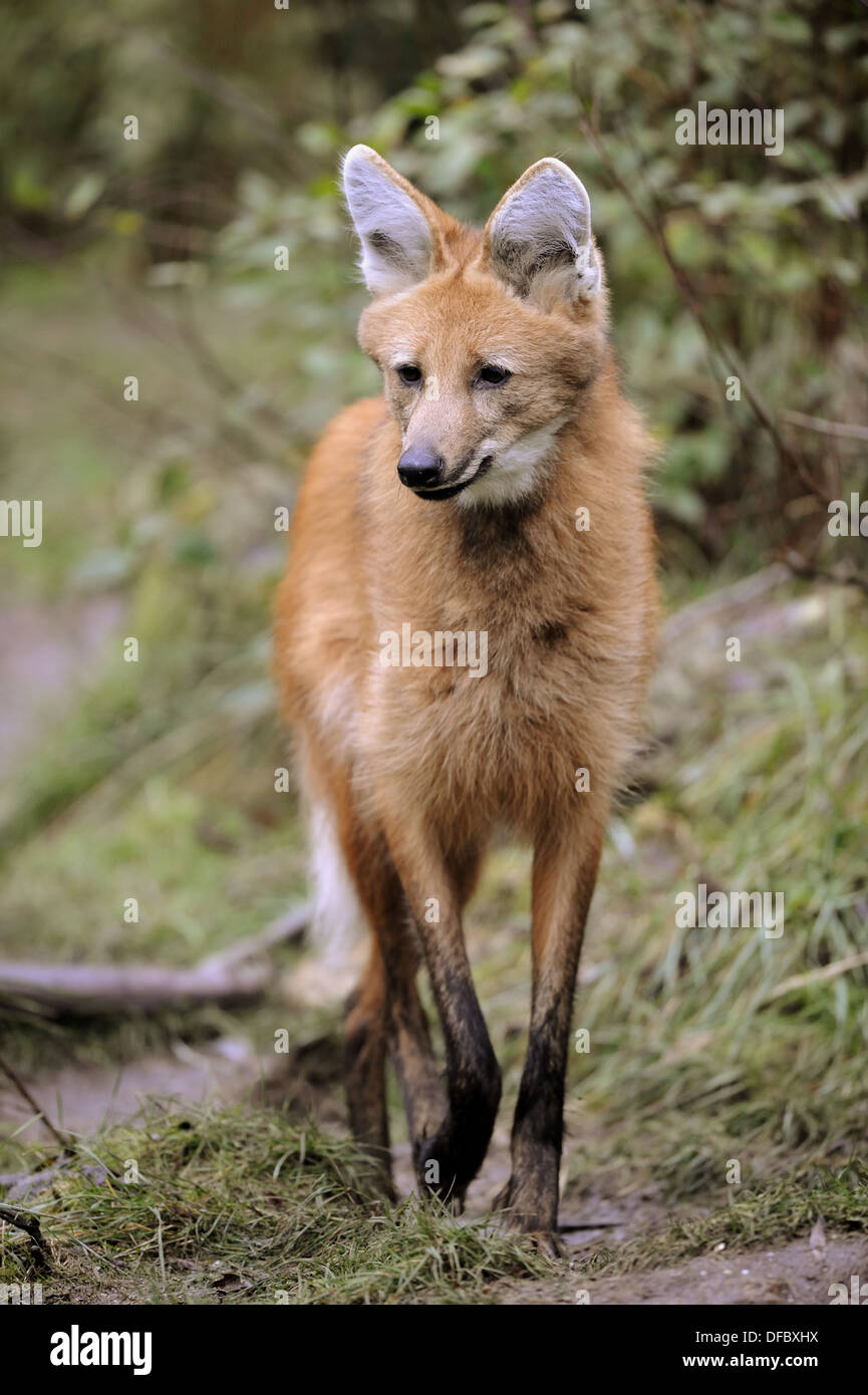 Maned Wolf Chrysocyon Brachyurus Endangered Species High Resolution ...