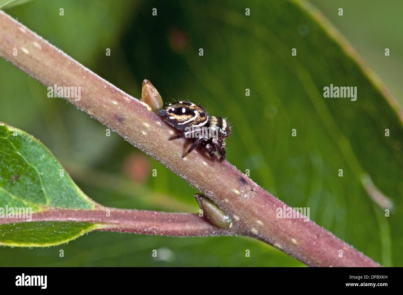 Japanese jumping spider hi-res stock photography and images - Alamy