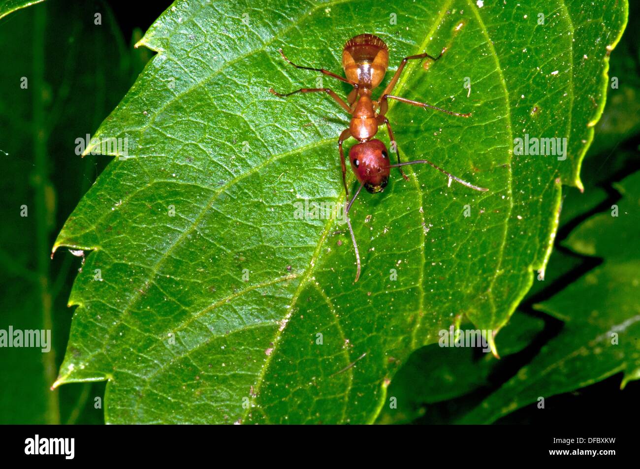 Cornfield ant hi-res stock photography and images - Alamy