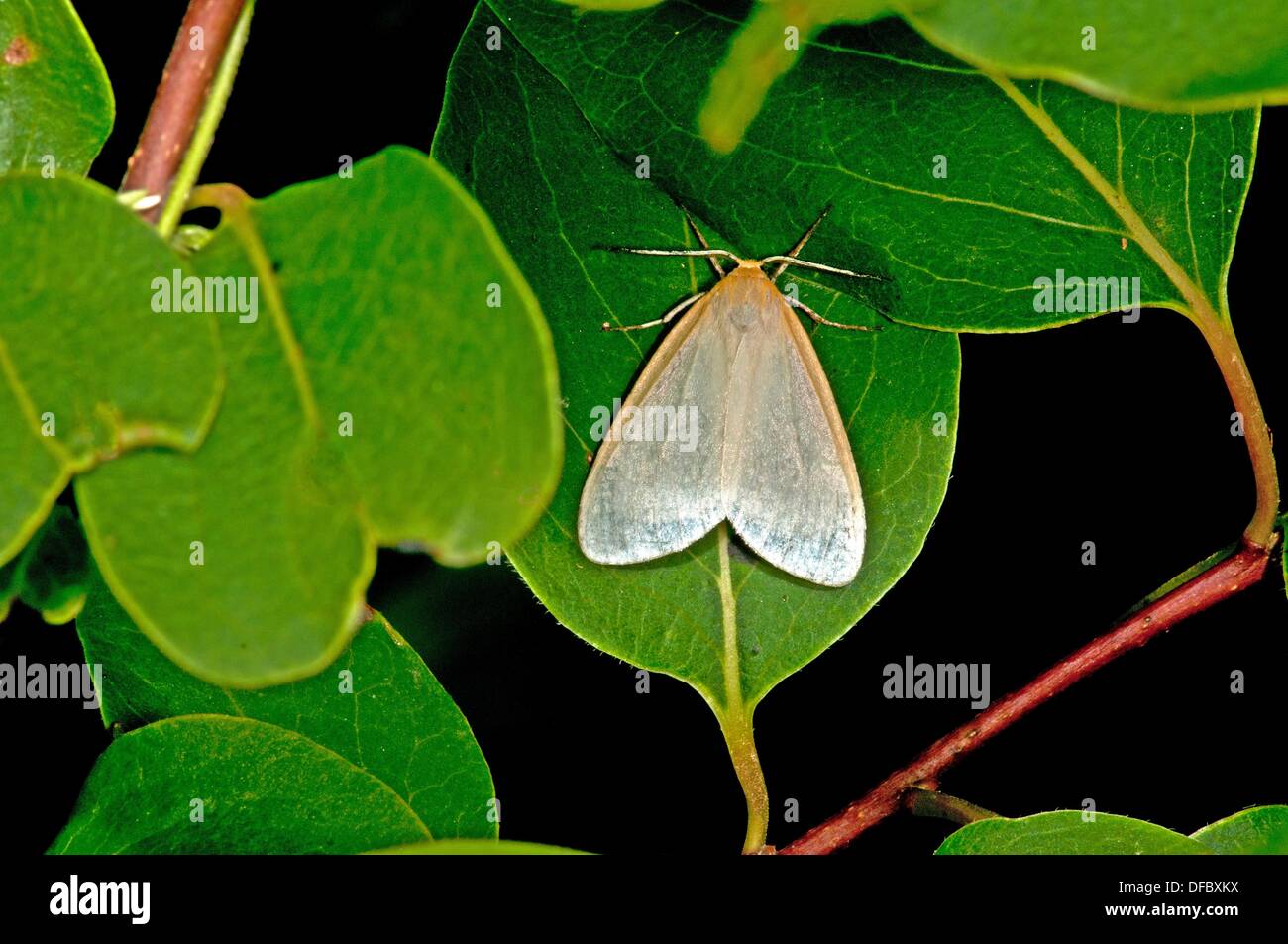 Yucca moth hi-res stock photography and images - Alamy