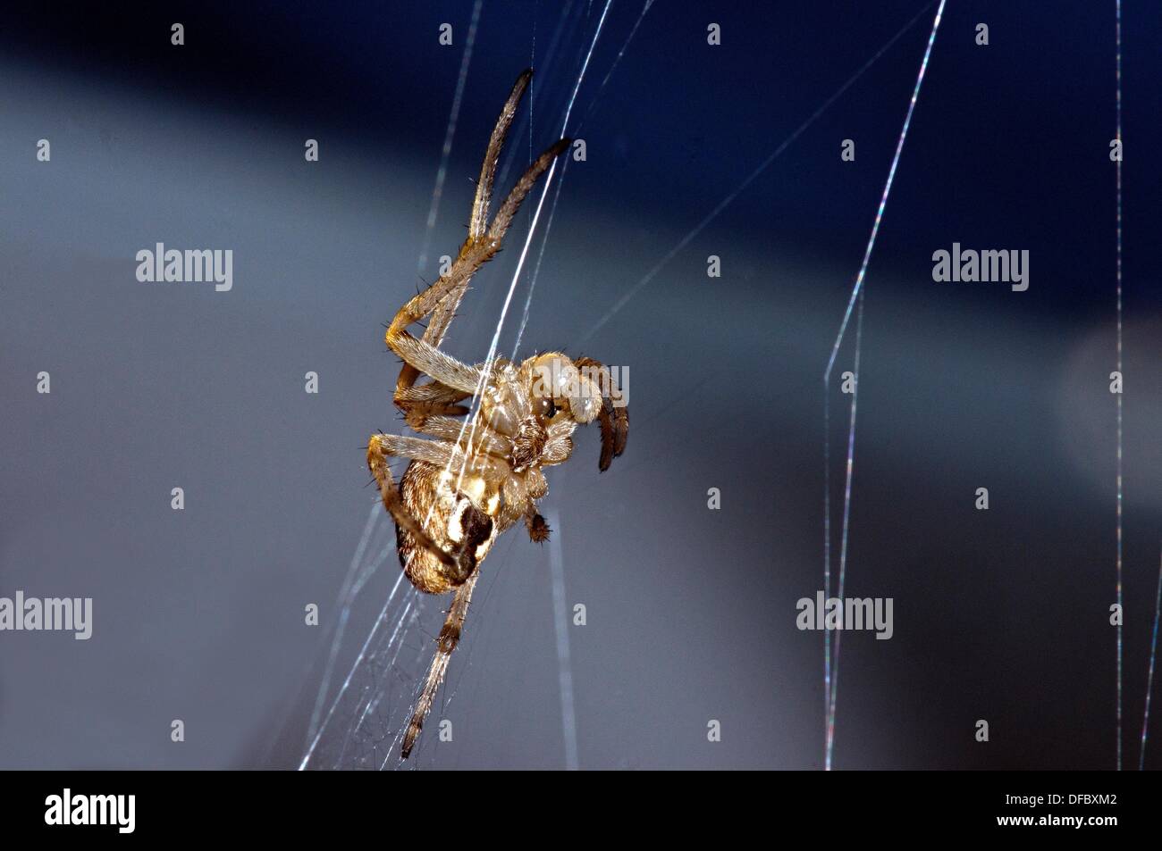 Araneus sp hi-res stock photography and images - Alamy