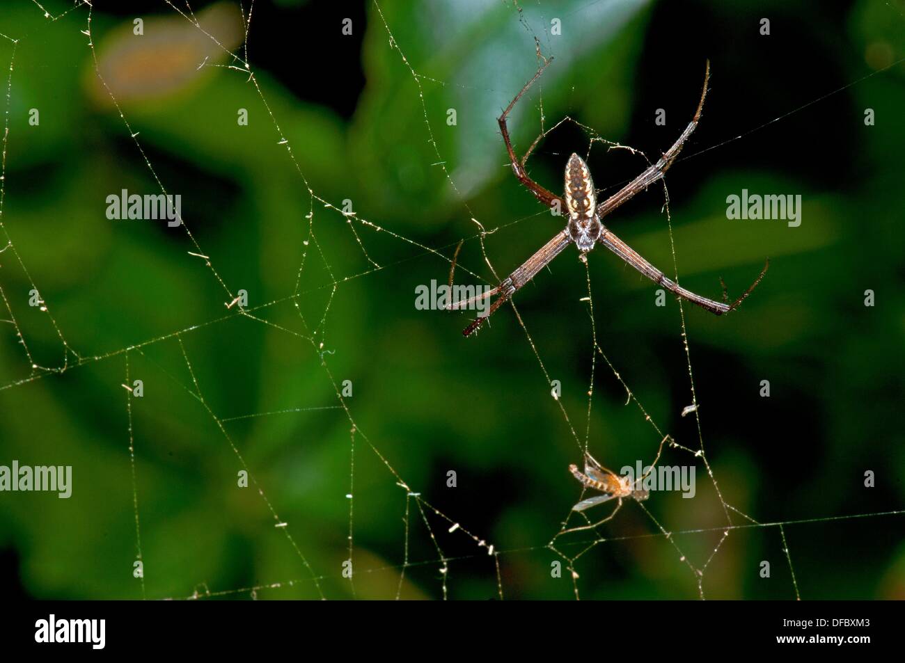 Argiope aurantia male hi-res stock photography and images - Alamy