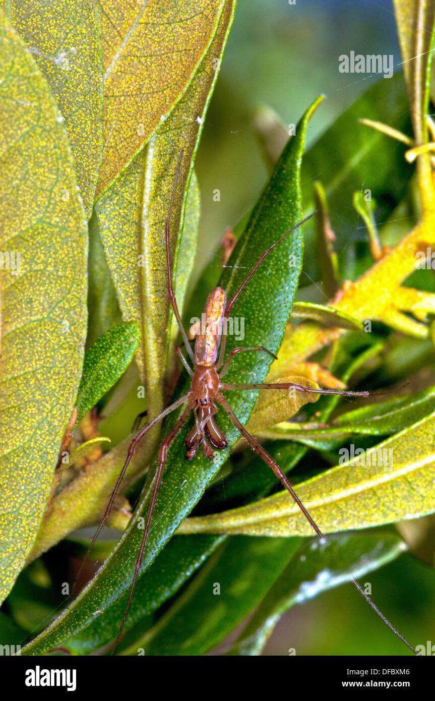 Tetragnatha elongata hi-res stock photography and images - Alamy