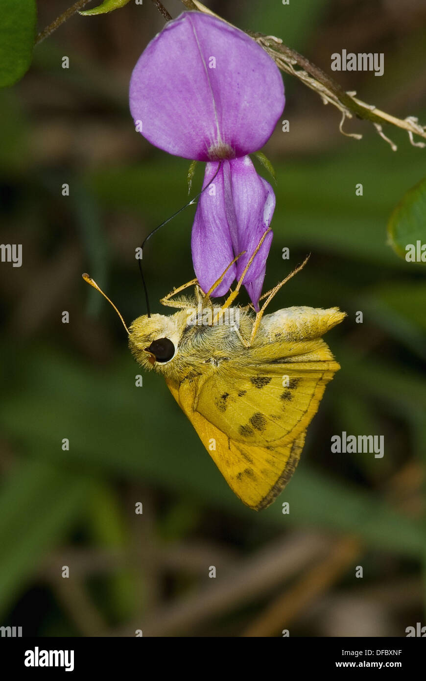 Numitor hi-res stock photography and images - Alamy