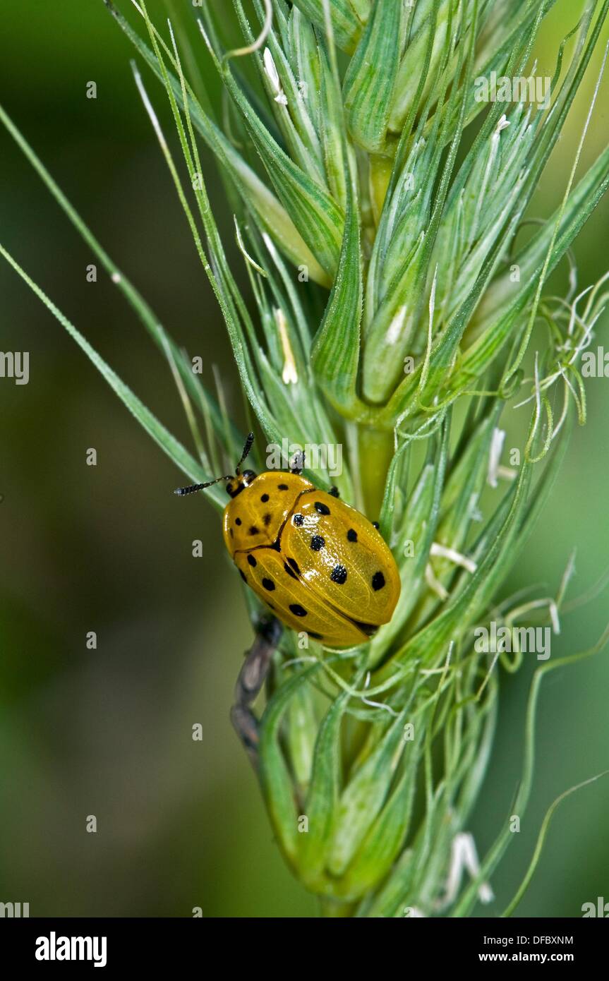 Ashy gray lady beetle hi-res stock photography and images - Alamy