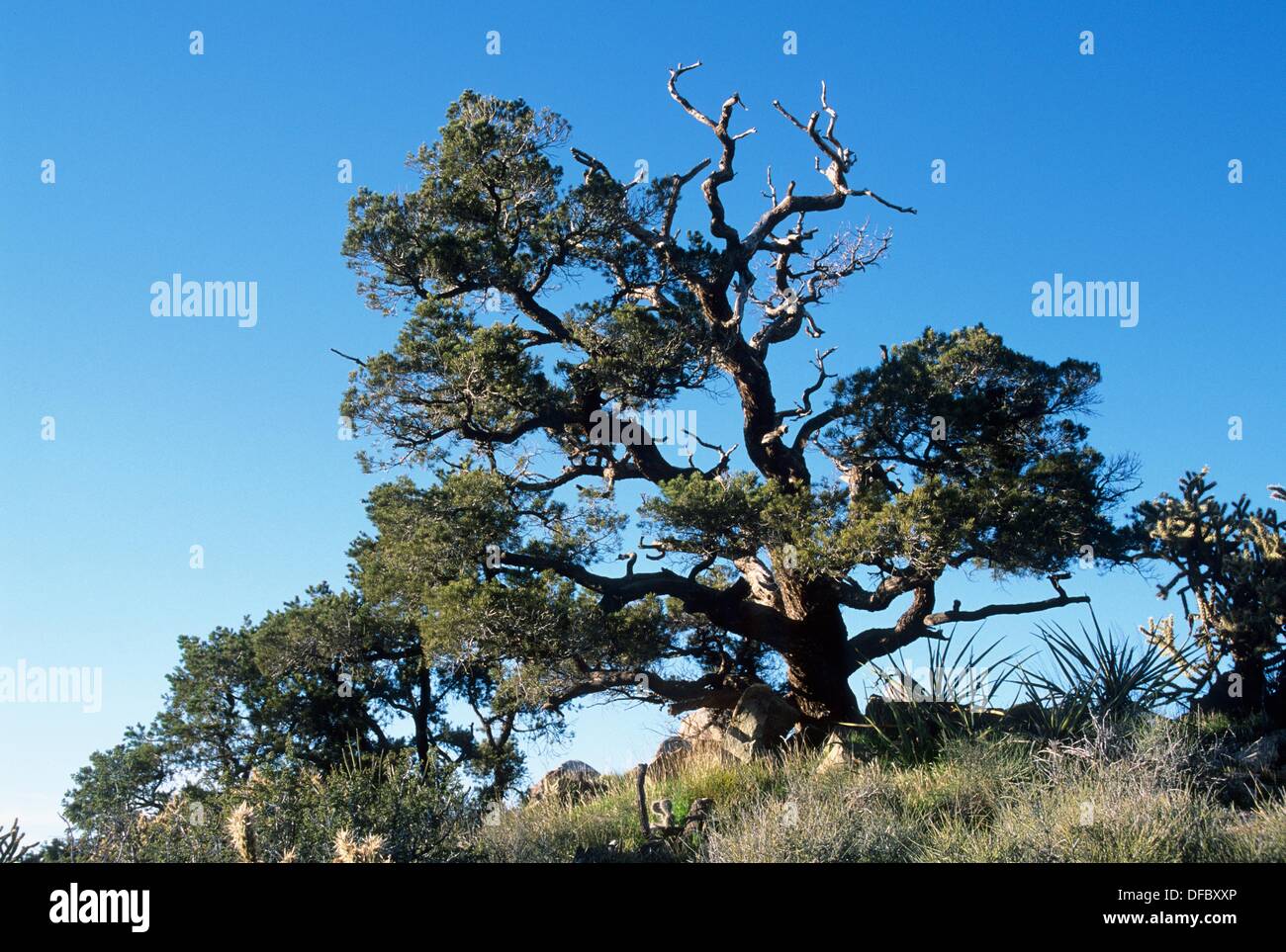 Pinon pine california hi-res stock photography and images - Alamy