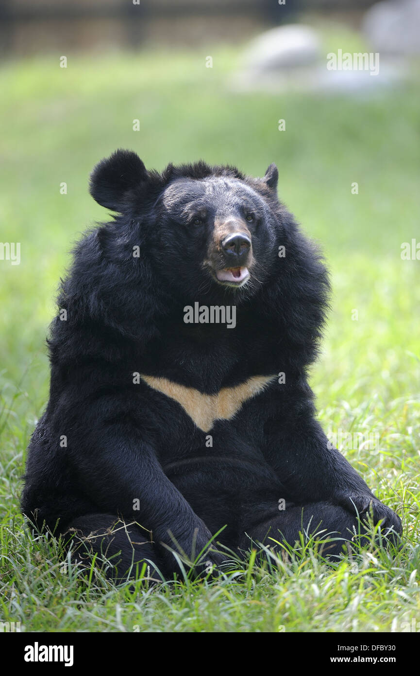 The china bear rescue centre hi-res stock photography and images - Alamy
