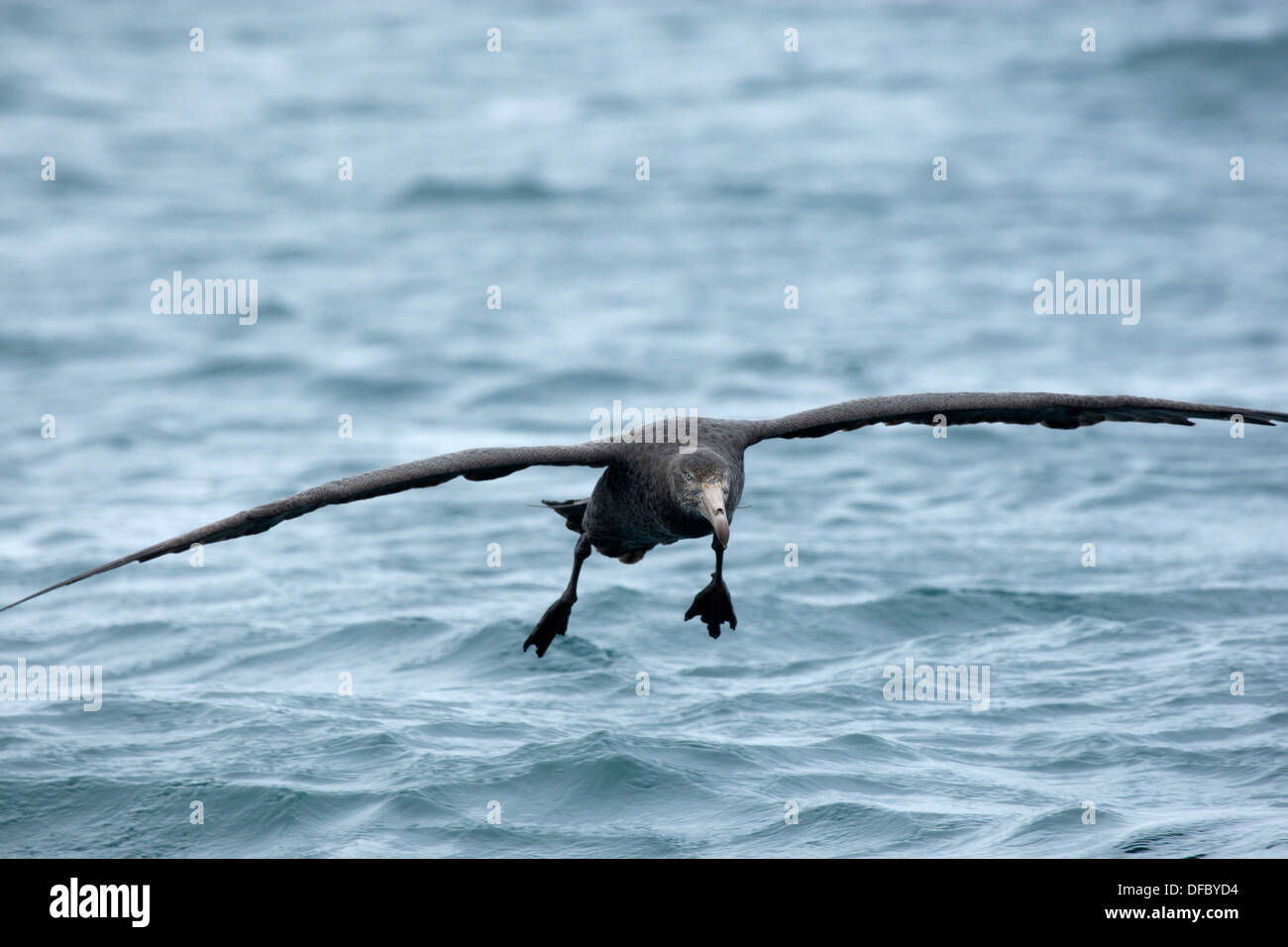 A Giant Petrel in flight Stock Photo - Alamy