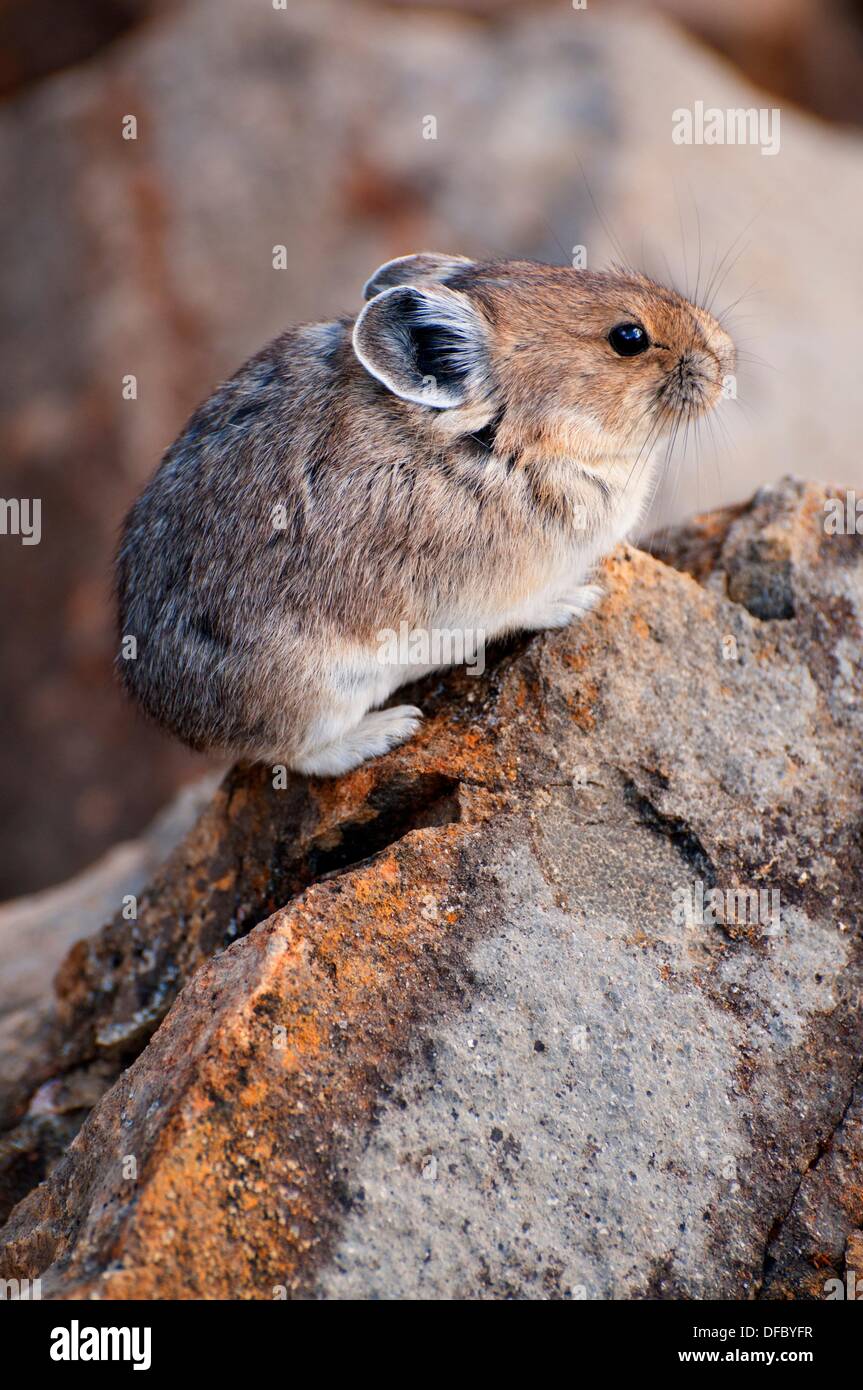 Pica mammal hi-res stock photography and images - Alamy