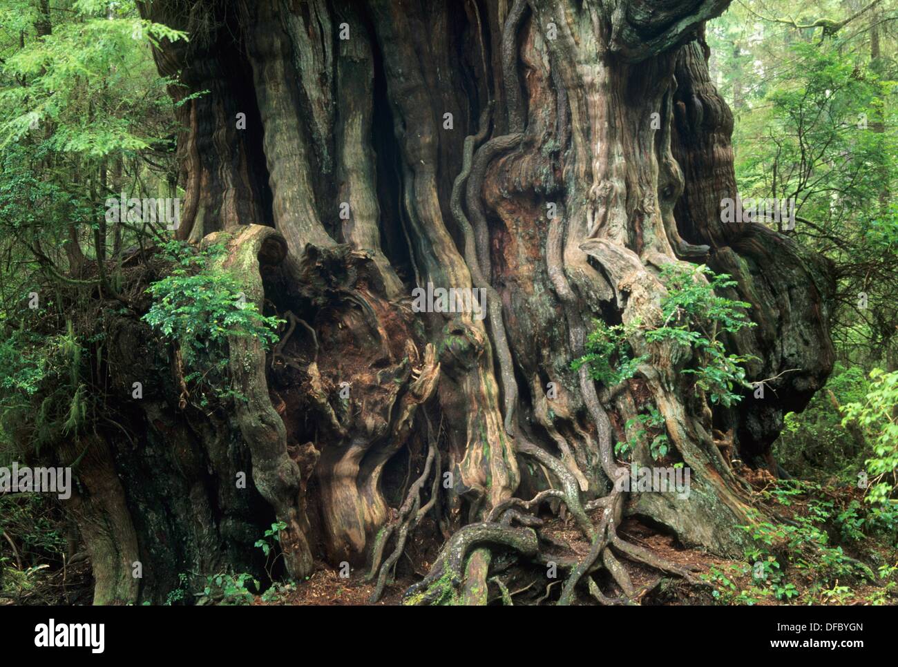 Kalaloch big cedar hi-res stock photography and images - Alamy