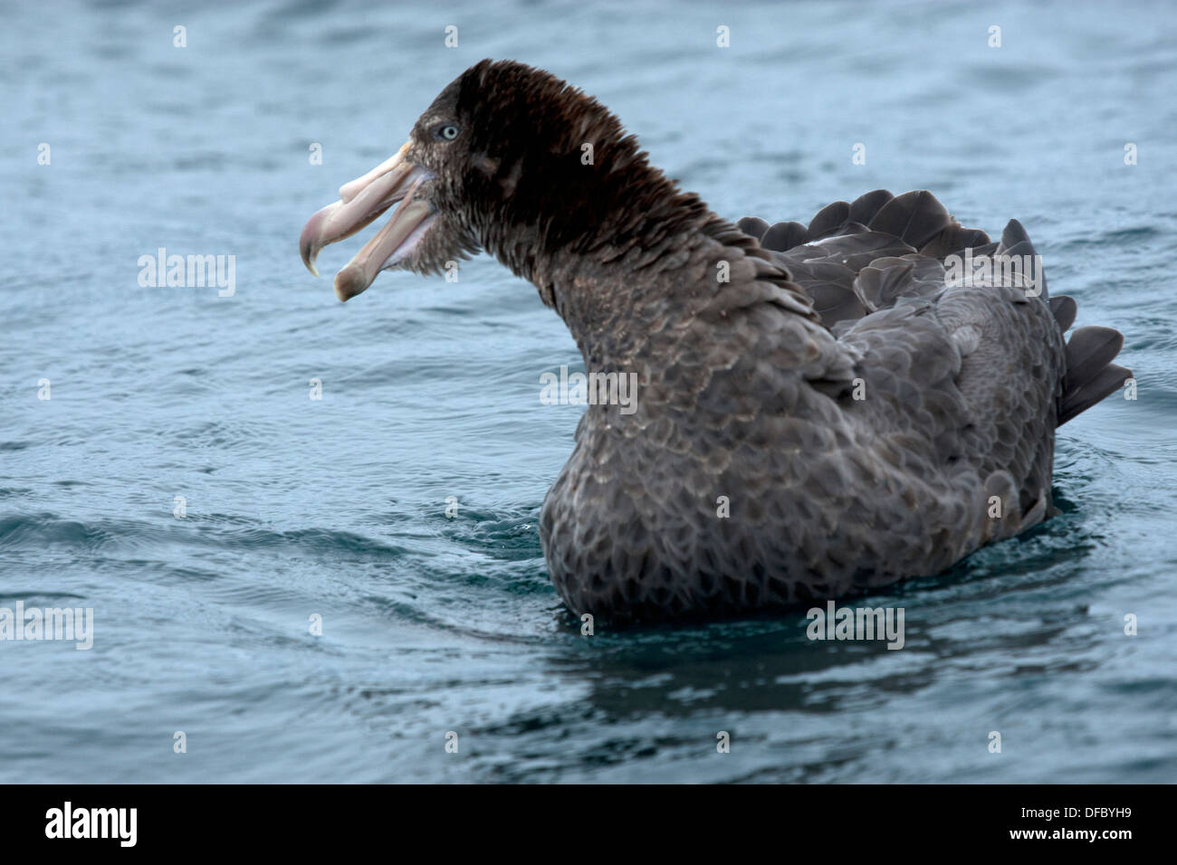 Southern giant petrel bill hi-res stock photography and images - Alamy