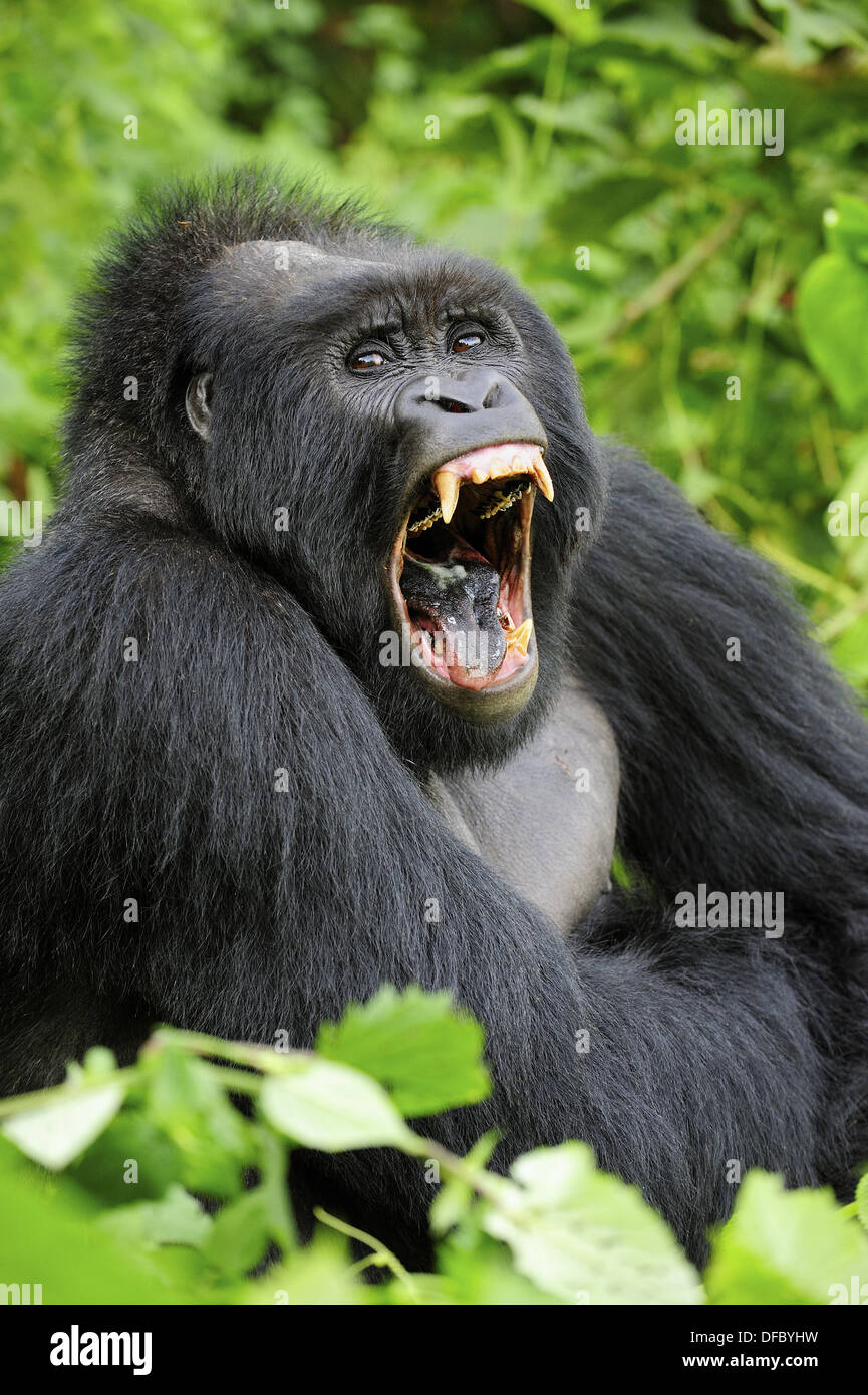 Silverback Gorilla Roaring