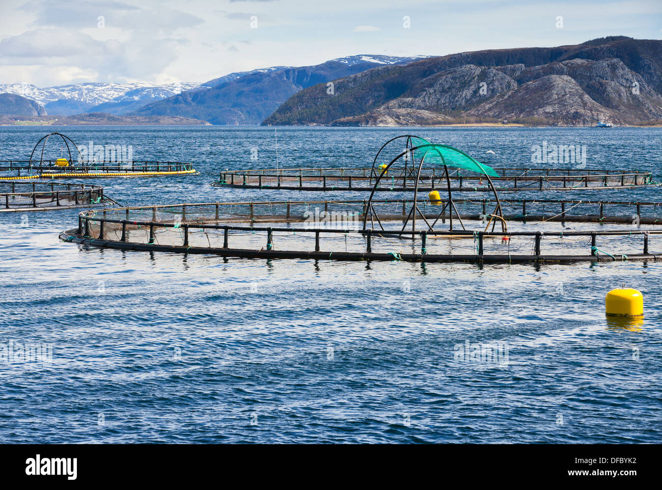 Growing fish hi-res stock photography and images - Alamy