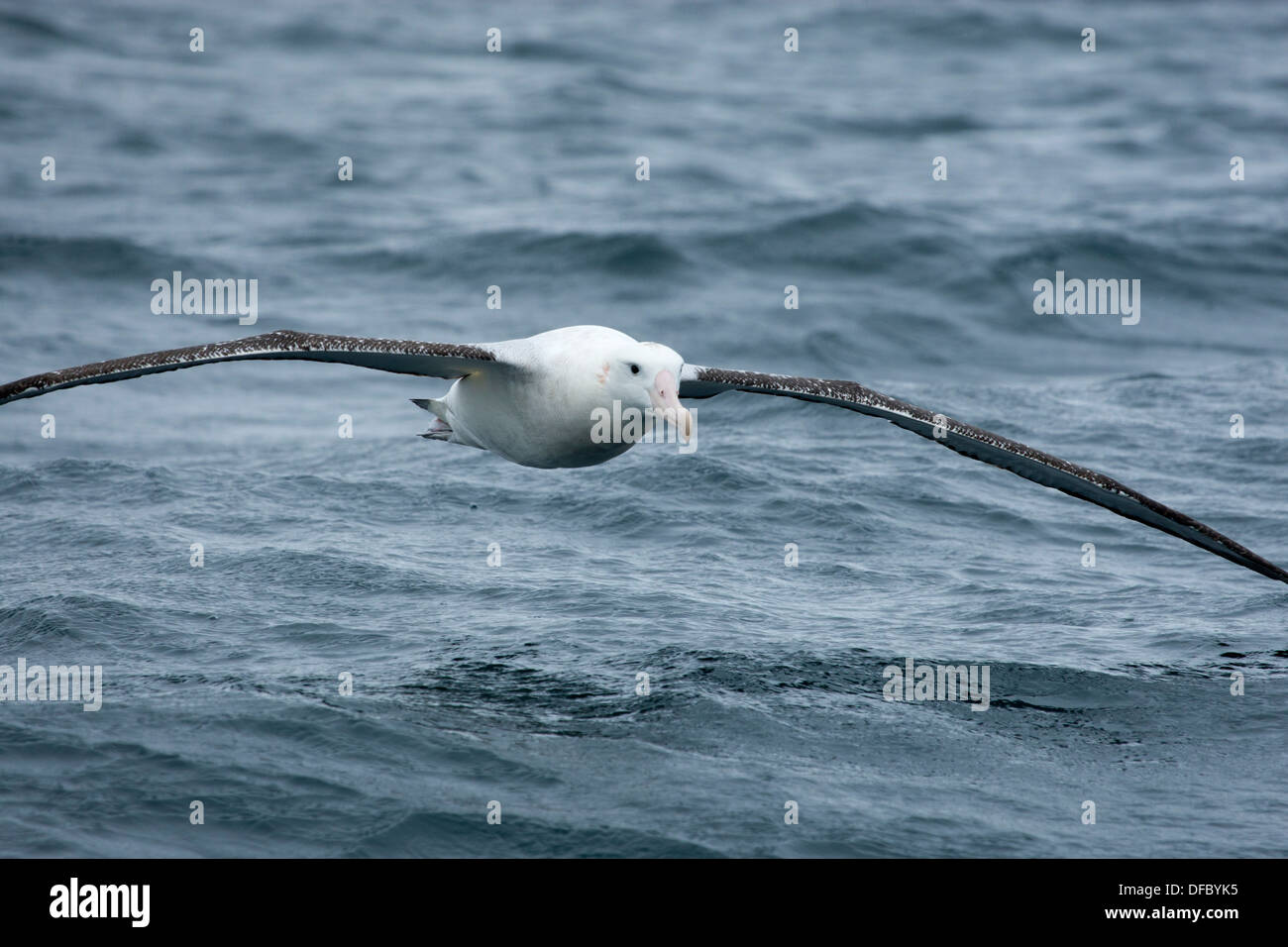 Largest wandering albatross wingspan hi-res stock photography and ...