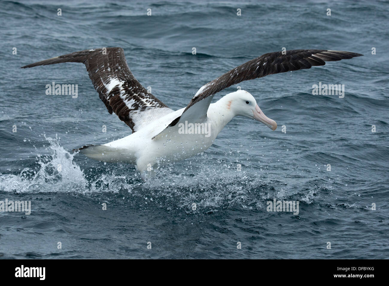 A Wandering Albatross is landing on water Stock Photo - Alamy