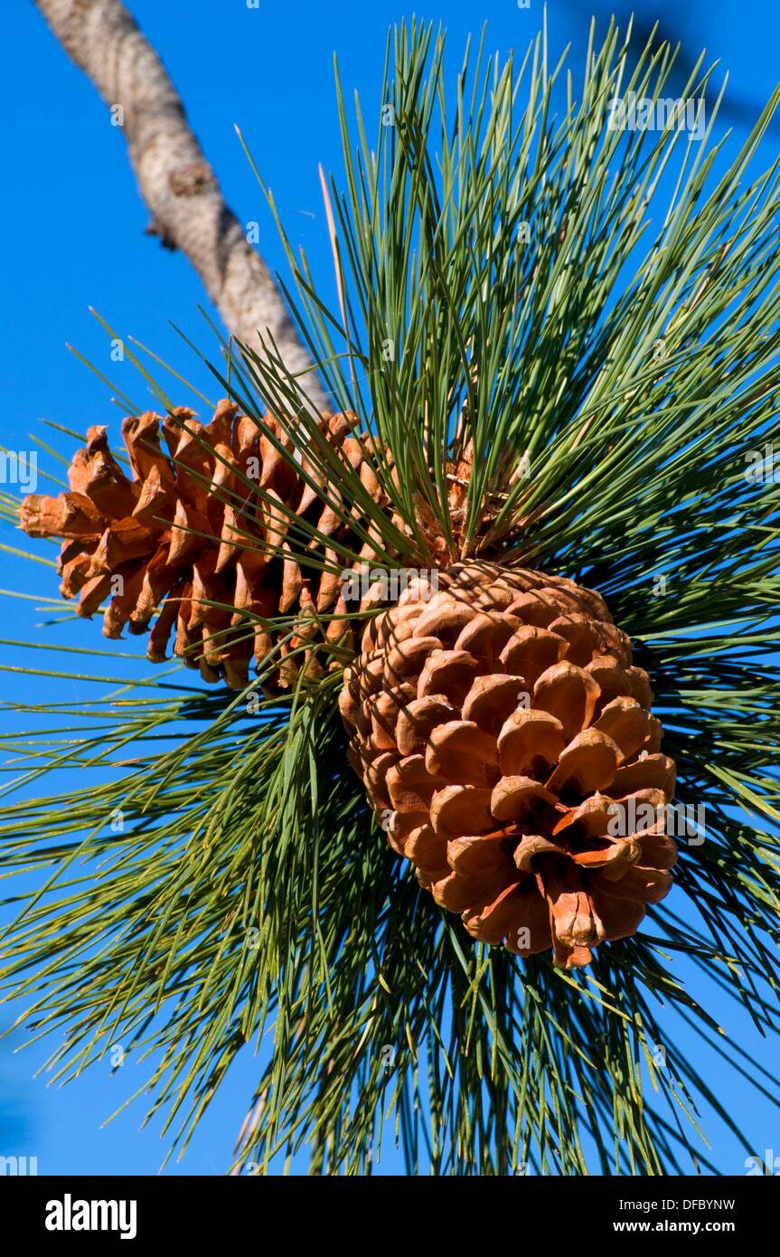 Sequoia cone hi-res stock photography and images - Alamy