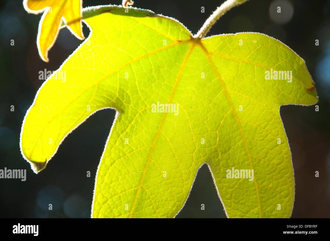 California sycamore leaf hi-res stock photography and images - Alamy