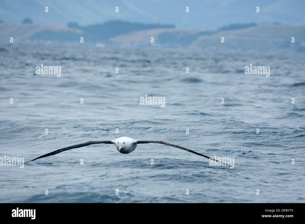 A Wandering Albatrosses in flight Stock Photo - Alamy