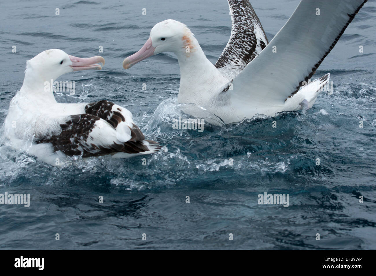 Largest wandering albatross wingspan hi-res stock photography and ...