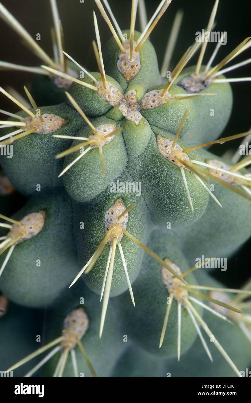Mountain ball cactus hi-res stock photography and images - Alamy