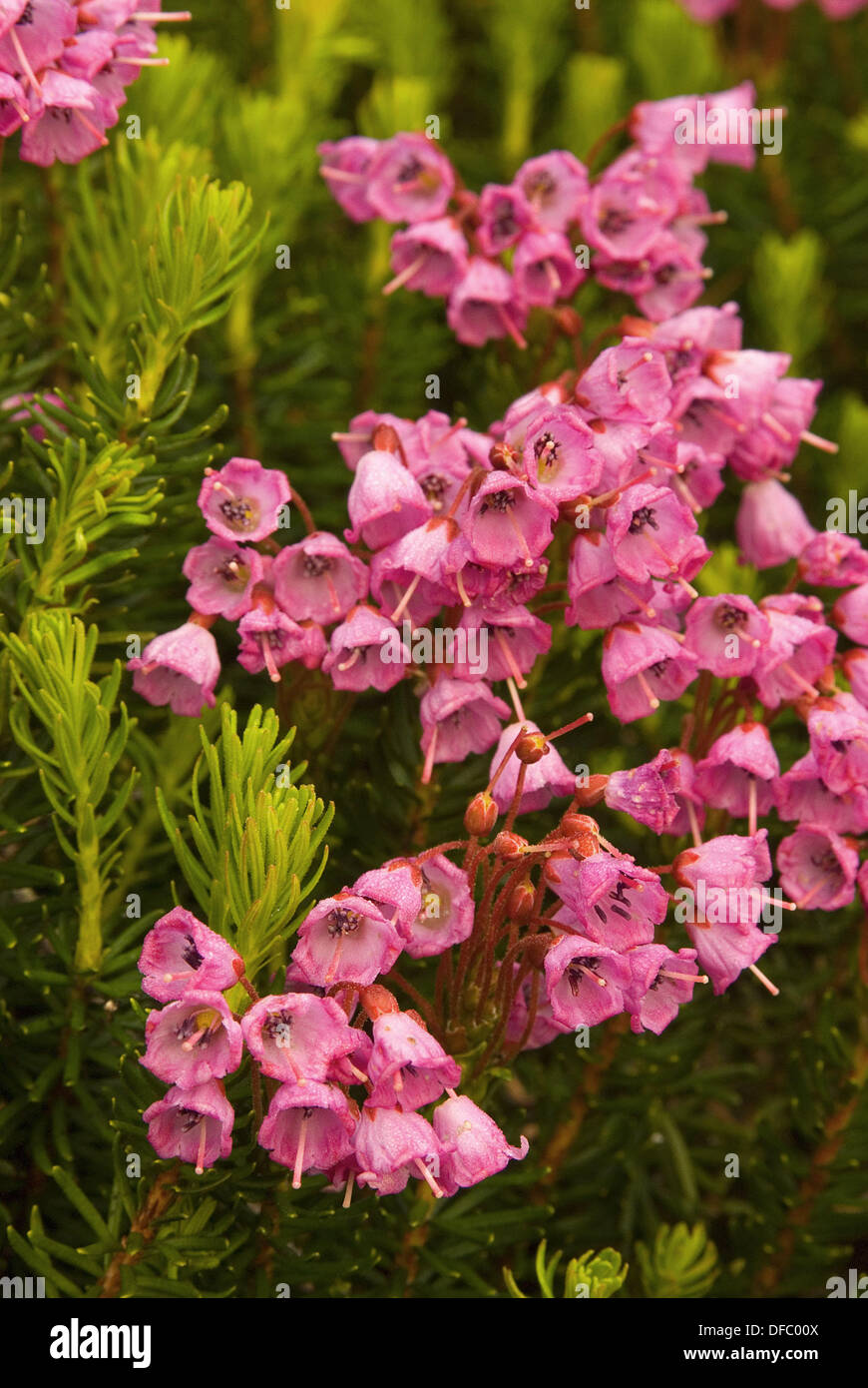 Mountainheath hi-res stock photography and images - Alamy
