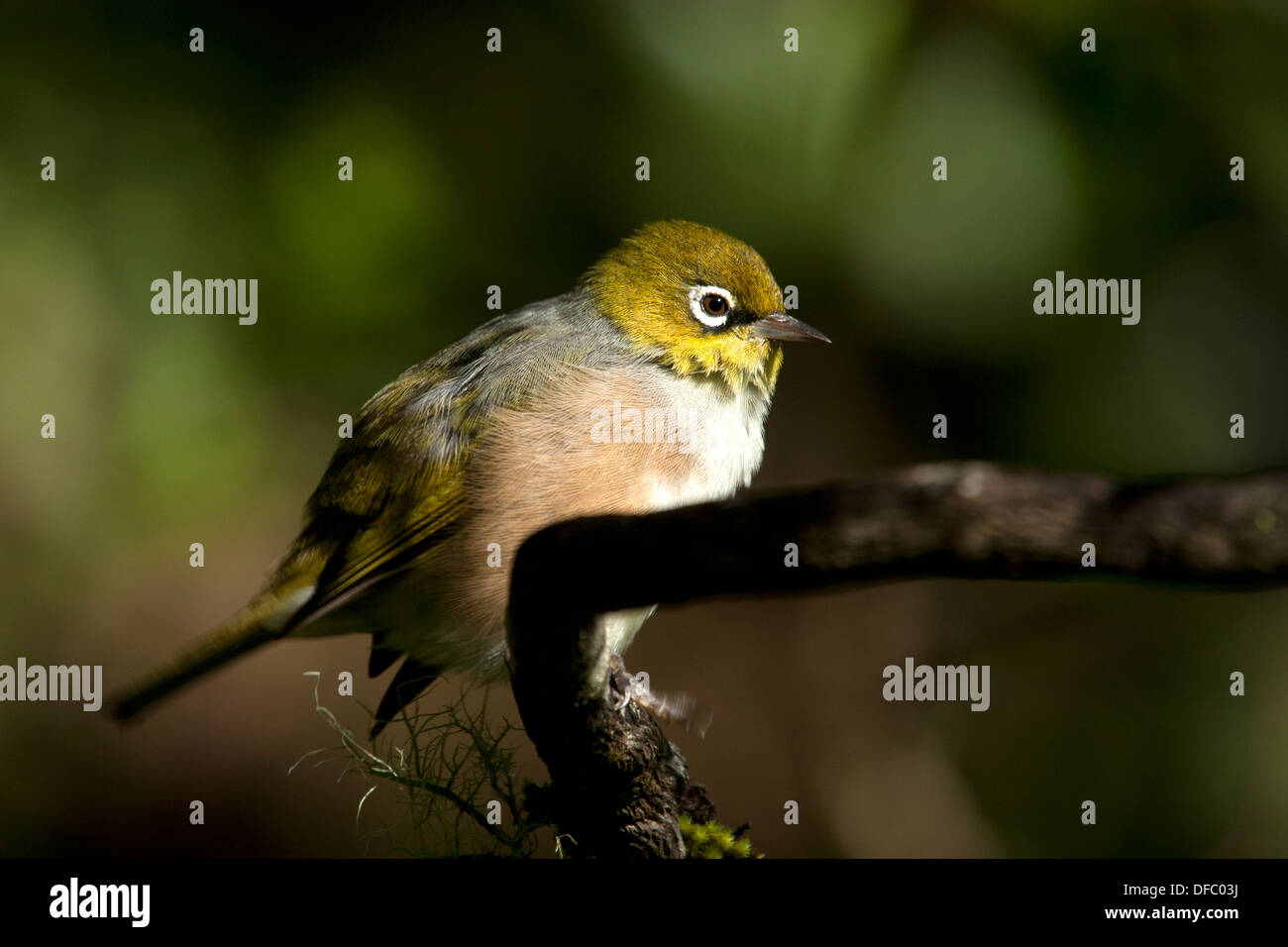 A Silvereye in a New Zealand forest Stock Photo - Alamy