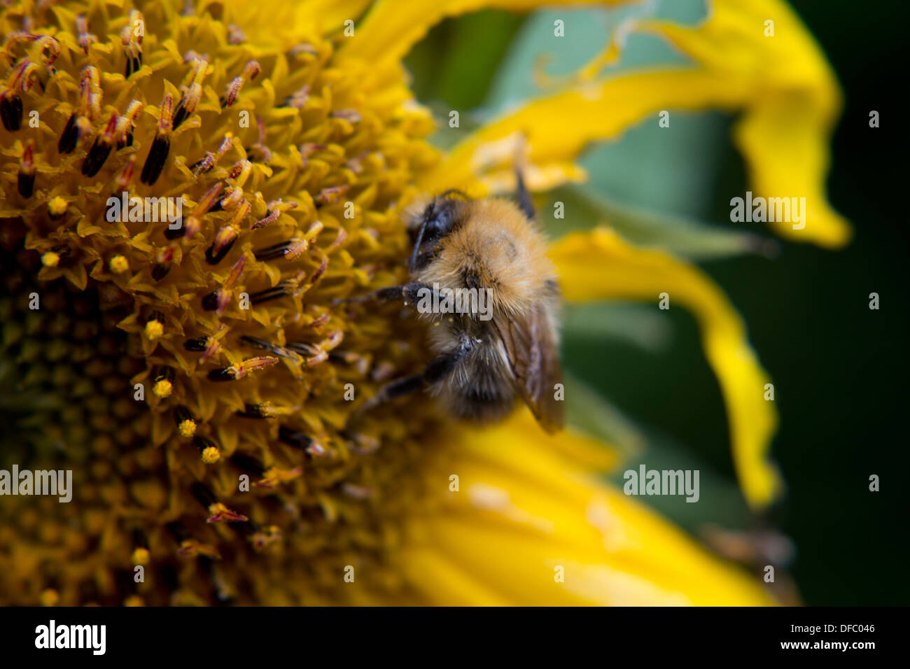Death bee hi-res stock photography and images - Alamy