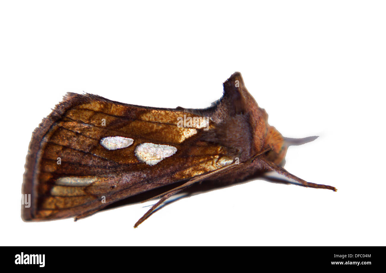 Isolated moth Cut Out Stock Images & Pictures - Alamy